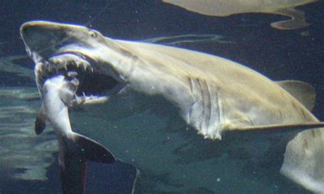 Sand Tiger Shark Attacks On Humans