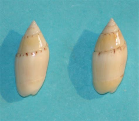 Olivella Dealbata Reeve 1850 Voir Dactylidia Mica Duclos 1835