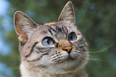 40 000 Free Furry Cat And Cat Photos Pixabay