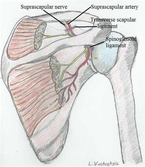 Suprascapular Nerve Pathology A Review Of The Literature ~ Fulltext