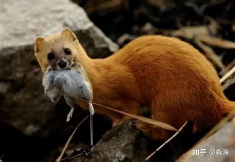 黄鼠狼最喜欢吃什么，它的天敌又是什么？ 知乎