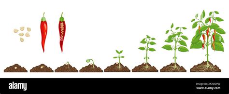 Chili Pepper Growth Stage Seed Germination Steps In Soil Hot Chilli