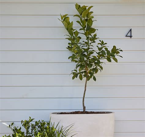 Weatherboard Cladding Buy Online And In Store Dahlsens