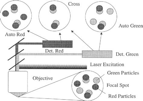 Figure 1 From Dual Color Fluorescence Cross Correlation Spectroscopy For Multicomponent