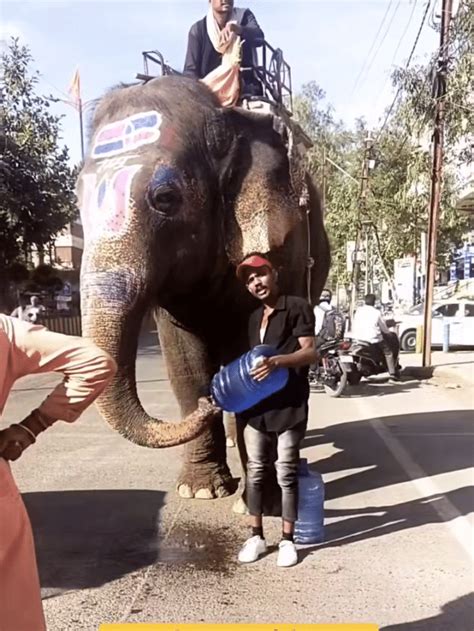 हाथी को लगी प्यास तो शख्स ने अपने हाथों से पानी पिलाकर किया नेक काम Tv9 Bharatvarsh