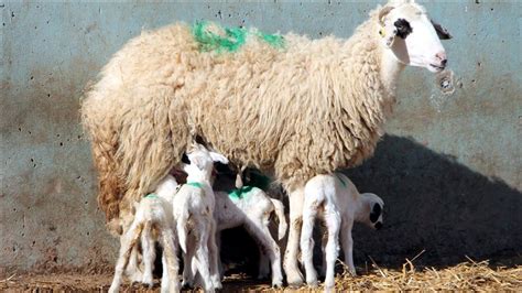 Sheep Gives Birth To Sextuplets In Northern Turkey