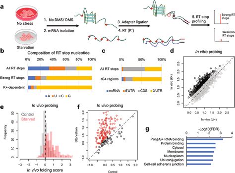 Dms Mediated Unbiased Structure Probing Shows Mrna Rg4s Are Folded Download Scientific Diagram