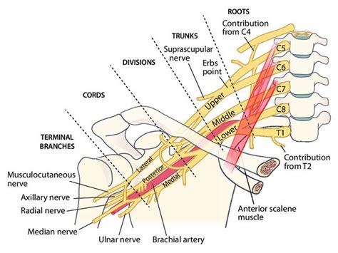 Brachial Plexus Wikism Sports Medicine Wiki