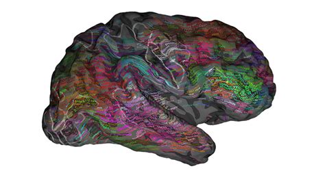 Uc Berkeley Team Builds Semantic Atlas Of The Human Brain Extremetech