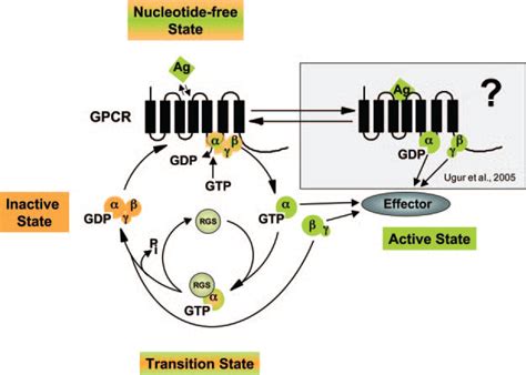 Can A Gdp Liganded G Protein Be Active Molecular Pharmacology