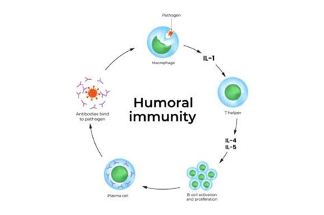 Humoral Immunity Design Vector Illustrat Graphic By As Ashik · Creative