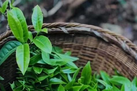 普洱茶的等级标准划分 知乎