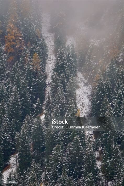 산 침엽수 림에서 가을과 겨울의 만남 겨울의 문턱에있는 산속의 녹색 노랑 흰색 숲 숲의 가을겨울 패턴 구름 속의 산에 침엽수 림의 가느 다란 행 0명에 대한 스톡 사진 및