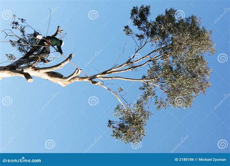 Tree Cutting Stock Photo Image Of Environment Dust Timber 2180186