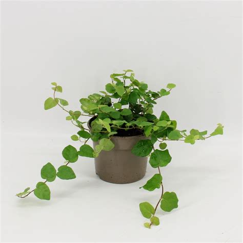 Ficus Pumila Ficus Pumila