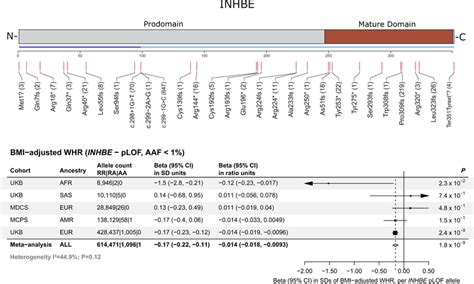 Protein Truncating Variants In Inhbe Associated With Favorable Fat