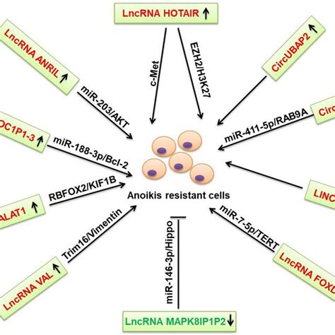 Long Non Coding Rnas Lncrnas And Circular Rnas Circrnas Regulate