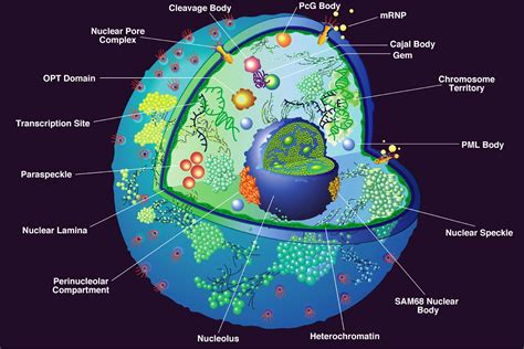 Nucleus Diagram Labeled Class