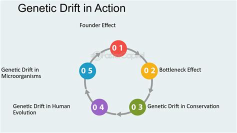Genetic Drift Other Forces Behind Evolution Part 1 Genetic Drift And
