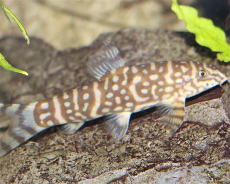 Botia Dario Animaliabio의 사실 다이어트 서식지 및 사진