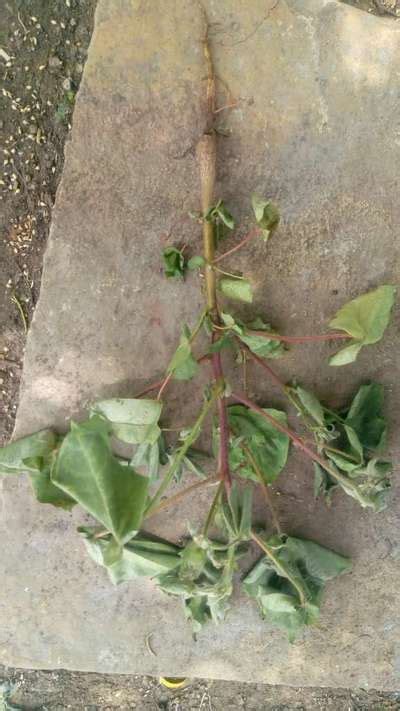 E Gida Vanagata Ide Parihar Tilisi ಸಮುದಾಯ ಪ್ಲಾಂಟಿಕ್ಸ್