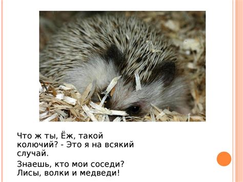 Ёжик. Виды ежей - презентация онлайн