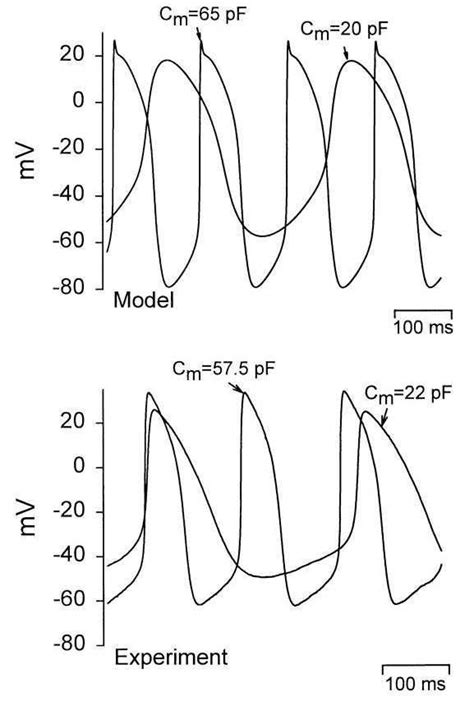 Aps From The Centre And The Periphery Of The Rabbit Sa Node Model Of