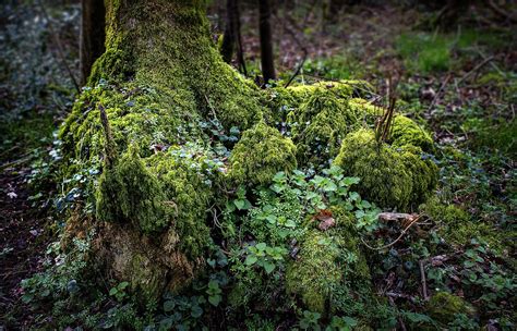 Forest Tree Stump Moss Free Photo On Pixabay Pixabay