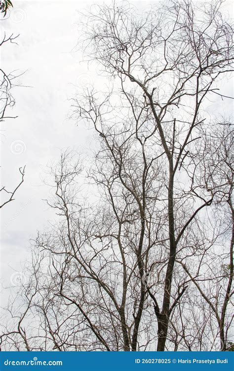 Dry Tree Isolated On Cloudy Sky Background Without Leaves Stock Image Image Of Horror