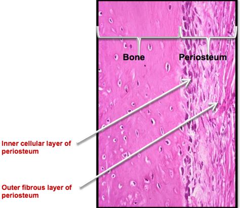 Histology Of Cartilage Bone And Skeletal Muscle Flashcards Quizlet