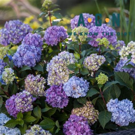 Endless Summer Bloomstruck Hydrangea Americas Gardens Nursery