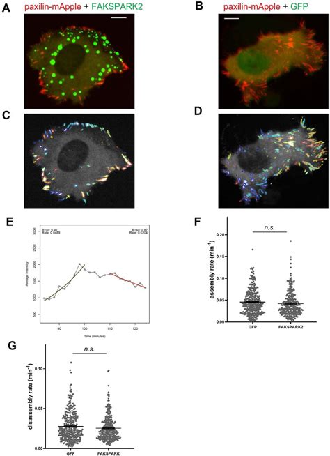 Fak Spark Expression Does Not Perturb Dynamics Of Focal Adhesion