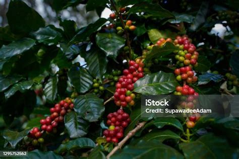 아라비카와 로부스타 유기농 커피 베리 콩을 나무에 새는 생 또는 잘 익은 붉은 가지 자바의 농장에서 농부 작물 과일을 과일에 대한 스톡 사진 및 기타 이미지 Istock