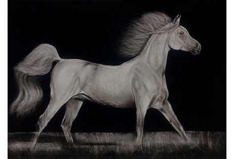 Charcoal Drawing Horse