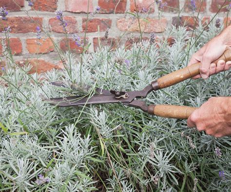 Lavender Growing Mistakes The 6 Top Errors To Avoid Homes And Gardens