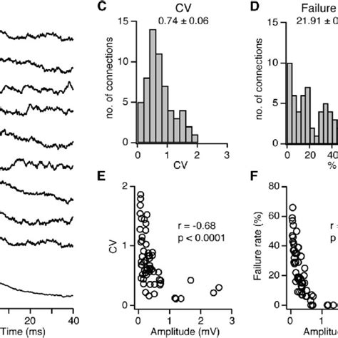 Amplitude And Kinetics Of Monosynaptic Excitatory Connections In Vivo Download Scientific Diagram