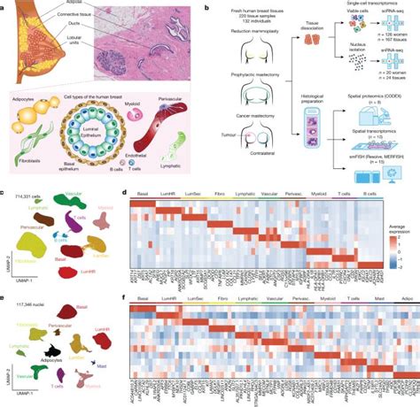 Tong Sanuki Ly On Linkedin A Spatially Resolved Single Cell Genomic