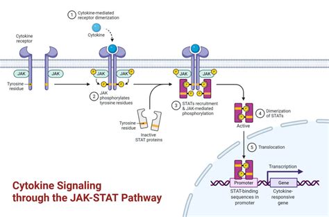 Cell Signaling Definition Types And Pathways