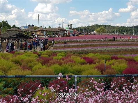 포사격 훈련장이 꽃밭으로평화의 꽃 핀 철원 고석정 꽃밭에 구름인파 현장에서