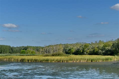 무료 사진 늪지대 자연 풍경 호수 트리 늪 물 반사 강 여름