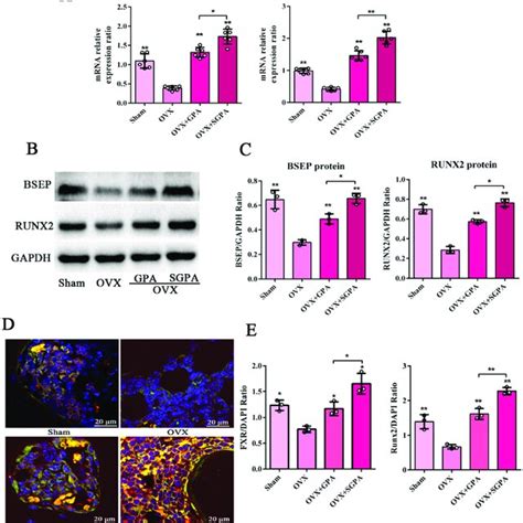 Sgpa Activating Osteoblast Fxr Runx2 Signalling In Vivo A The Mrna Download Scientific