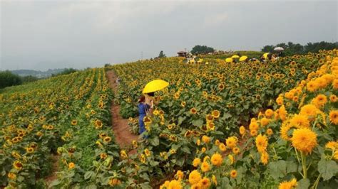 경남 함안추천여행 강주마을 해바라기축제 악양루 처녀뱃사공 노래비 네이버 블로그
