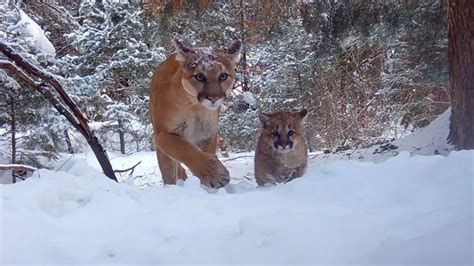 New Bill Brings Worries Over Open Season On Hunting Cougars
