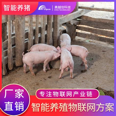 智能猪场管理系统 智能猪场管理系统 深圳市奥越信科技有限公司销售