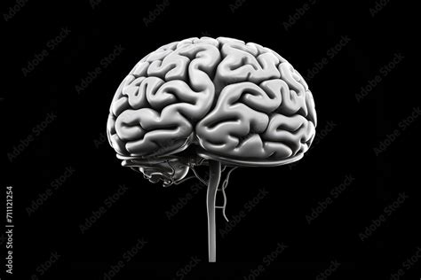 Colorful Vivid Motley Human Brain Anatomy Cerebral Structures Cerebrum