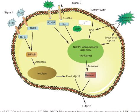 Figure 1 From A Narrative Review Of Positive Regulation Of Nlrp3