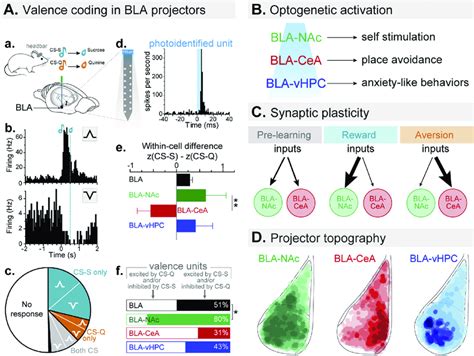 Valence Coding In The Basolateral Amygdala Bla Projector Populations Download Scientific