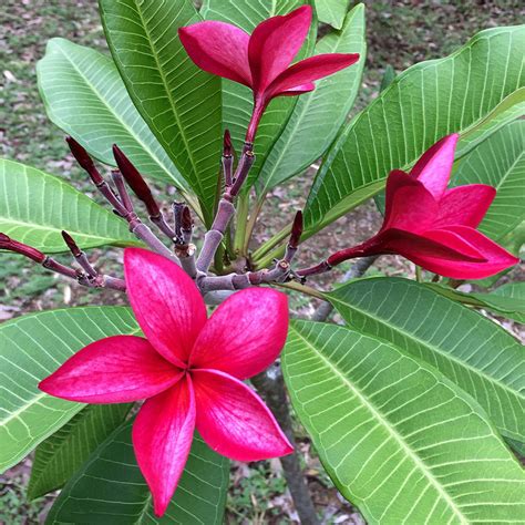 Frangipanier Rouge Ou Commun Plumeria Rubra Arbre Tropical Aux