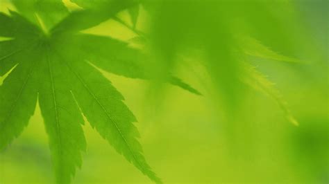 绿色宽屏植物桌面壁纸高清风景壁纸彼岸桌面