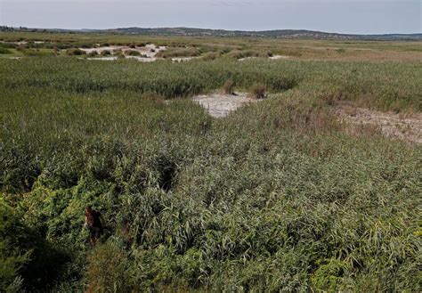 Drought Threatens Hungarian Lake With Environmental Crisis